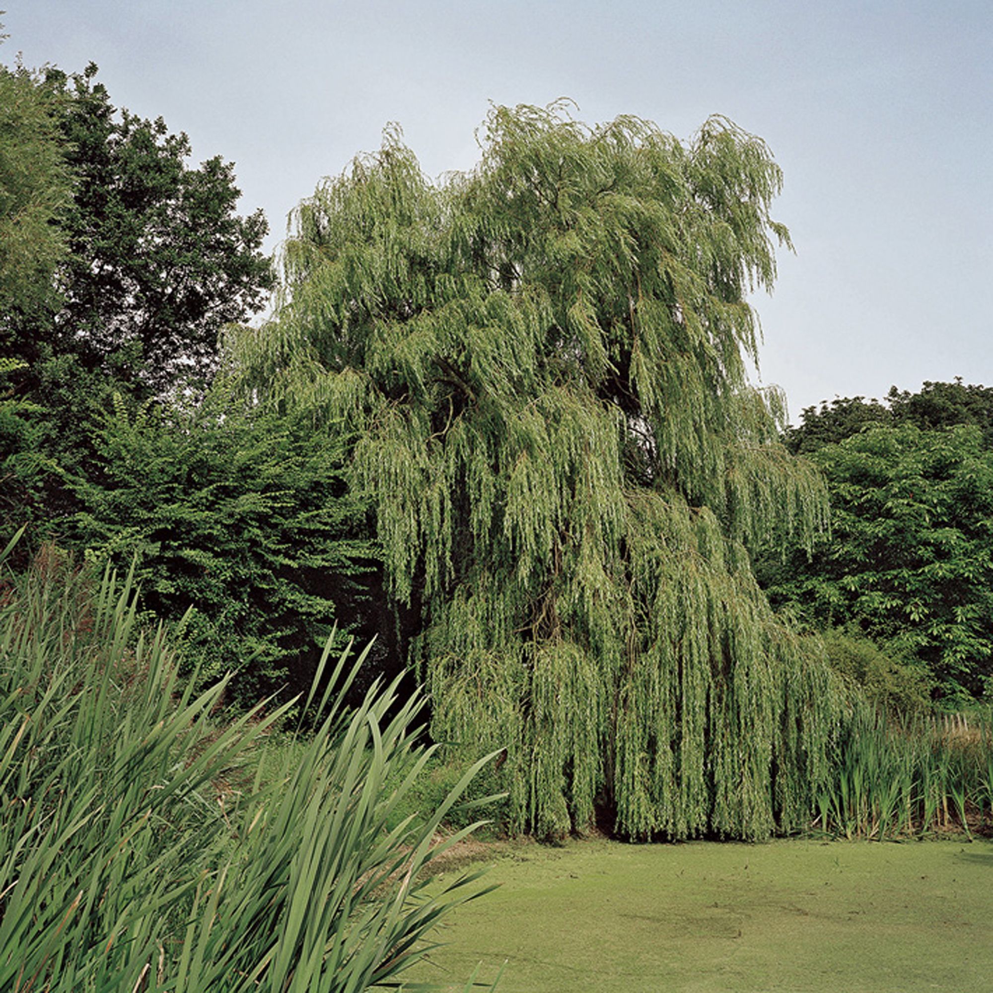 Willow, Weep for Me: Noa Giniger, Marian Penner Bancroft, and the ...